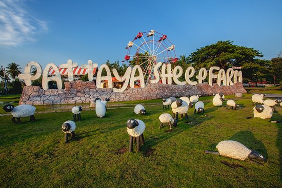 Thing To Do In Pattaya Sheep Farm | BDATrip