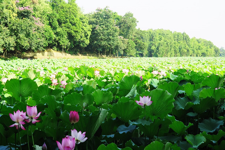 Khu Du Lịch Đầm Long: Cẩm Nang Trải Nghiệm Từ A Đến Z | BDATrip